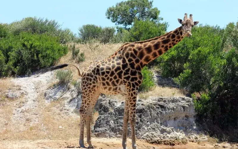 Long Shot Artinya? Teknik Fotografi yang Perlu untuk Kamu Ketahui - FotoGeh